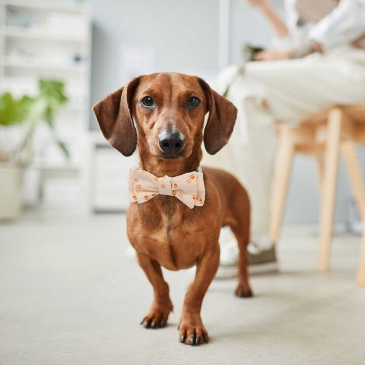 GO! Bow Tie Pet Collar Pattern by Chris Marchini of Rose City Originals ...