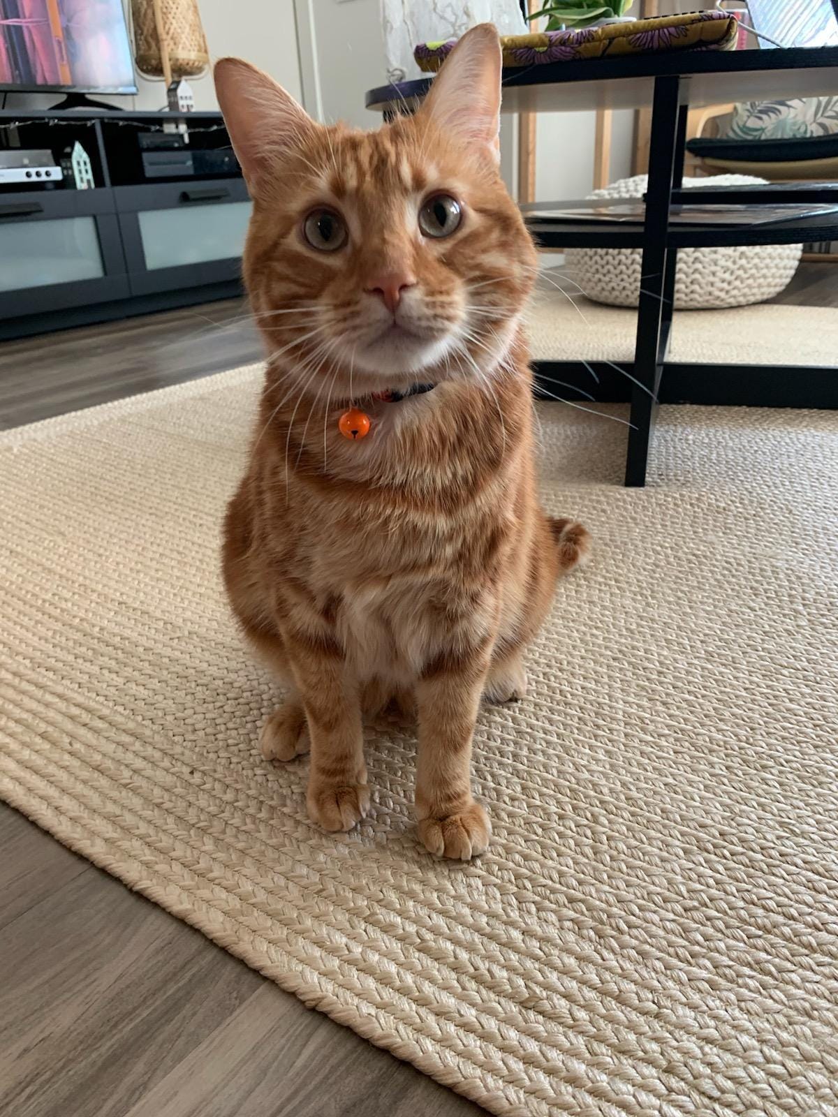 National Cat Day 2020: Celebrating Our Favorite Quilting Companion